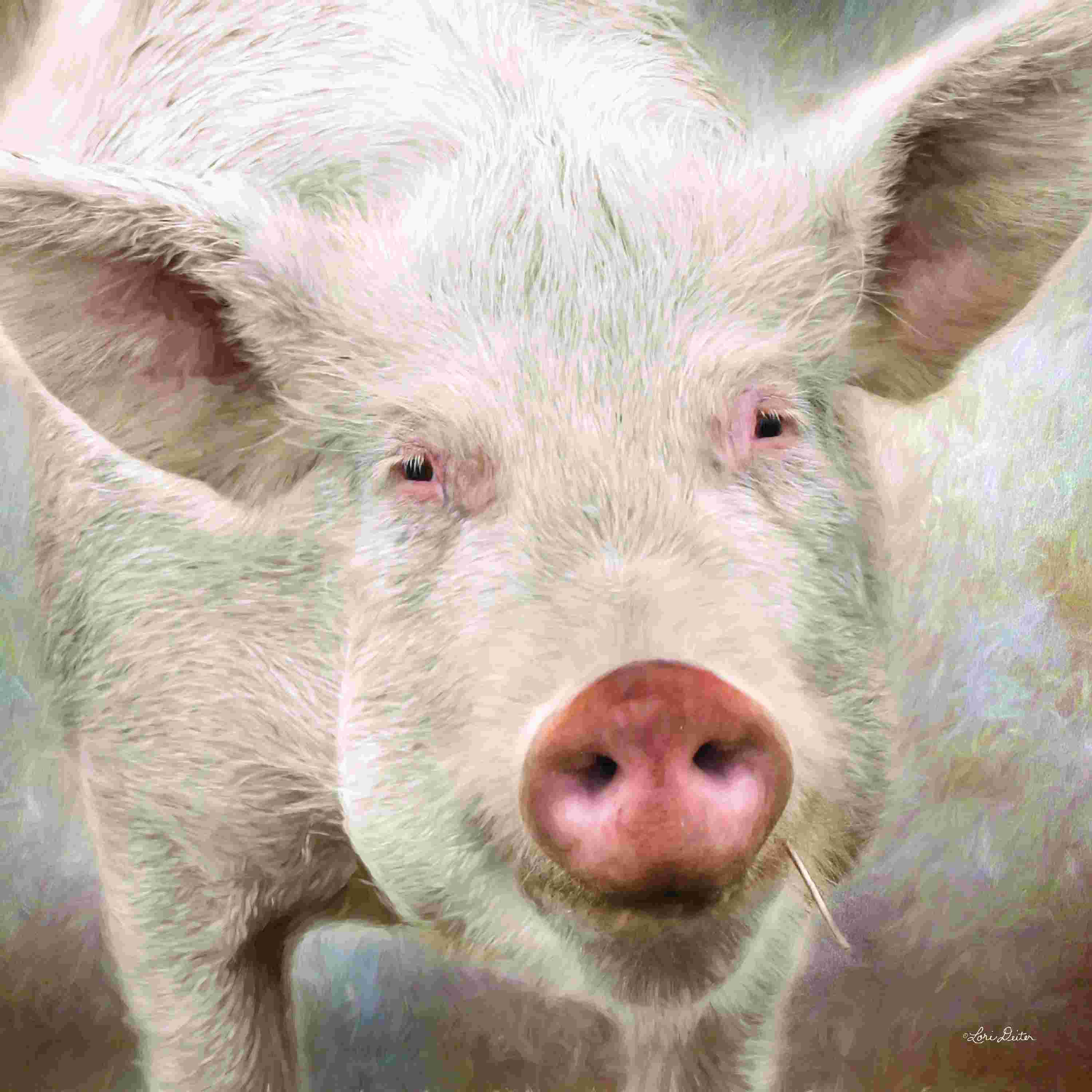Rosalind Wheeler Pig Face by Lori Deiter - Wrapped Canvas Photograph ...
