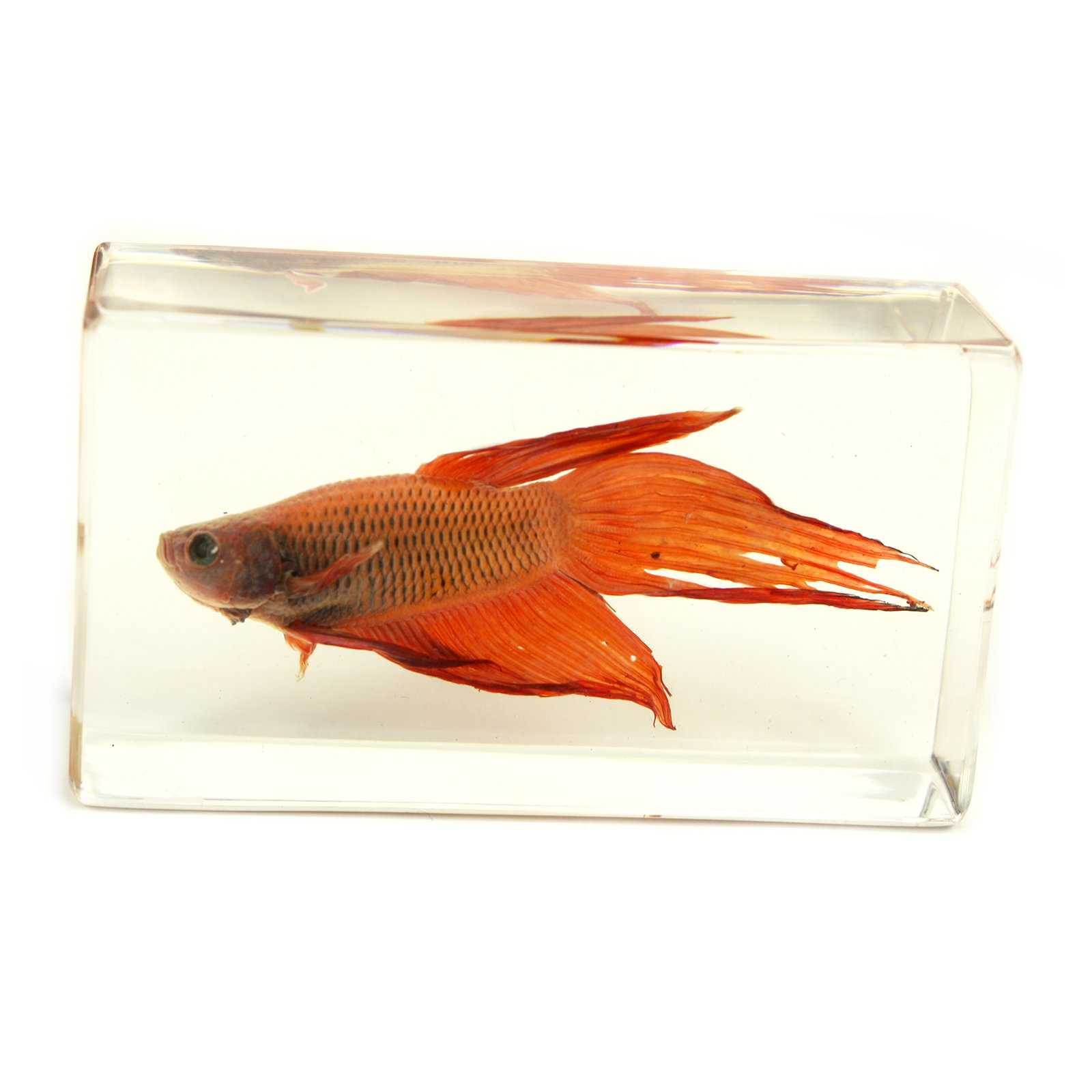 Rosecliff Heights Pickard Siamese Fighting Fish Paperweight | Wayfair