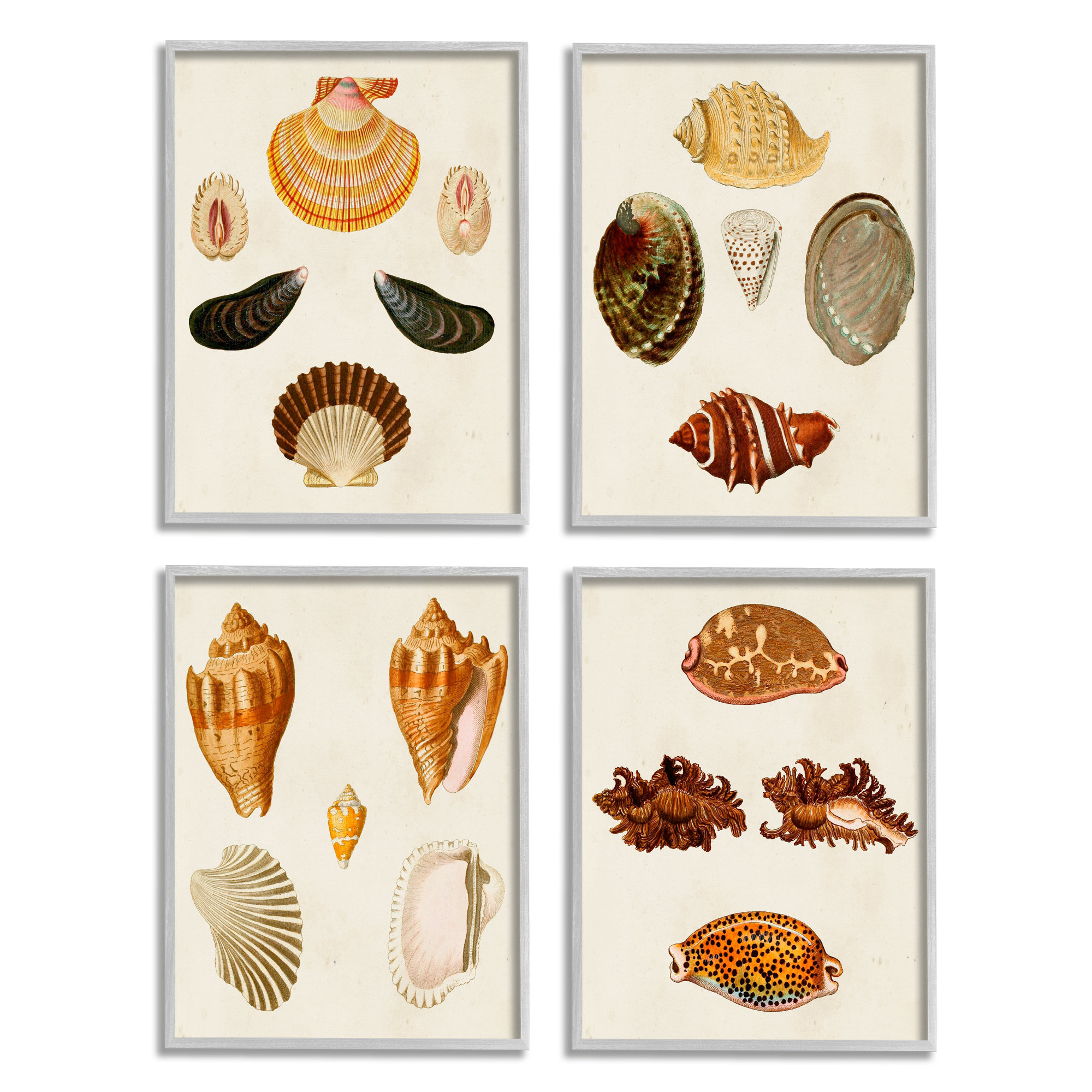 Rosecliff Heights Vintage Seashell Study Intricate Shell Patterns by G ...