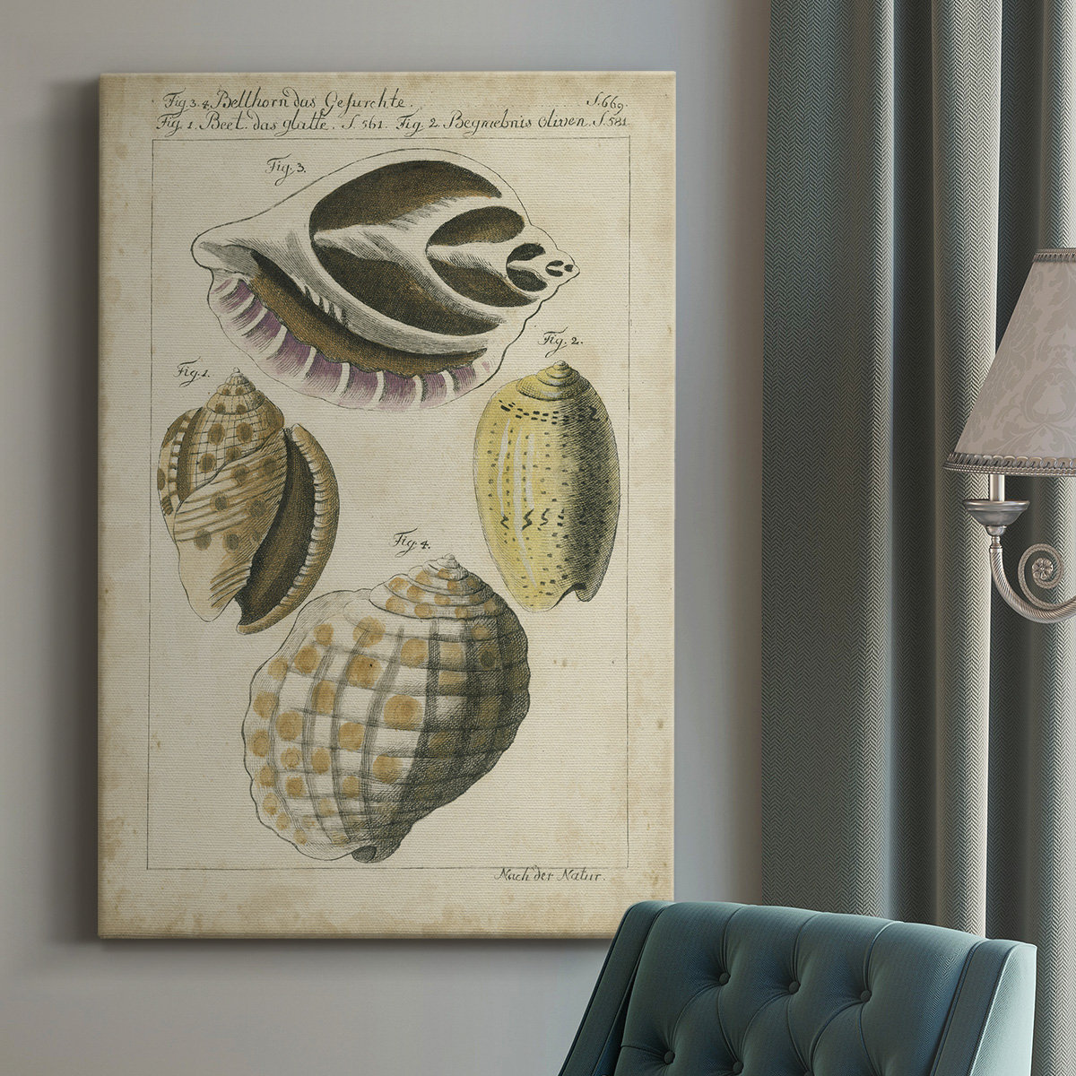 Dovecove Vintage Shell Study I Vintage Shell Study I - Wrapped Canvas ...