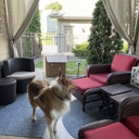 Brayden Studio® Landers Patio Chair with Cushion & Reviews | Wayfair