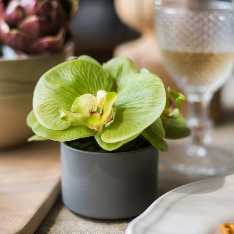 Wrought Studio Mini Orchid Floral Arrangement in Pot & Reviews | Wayfair