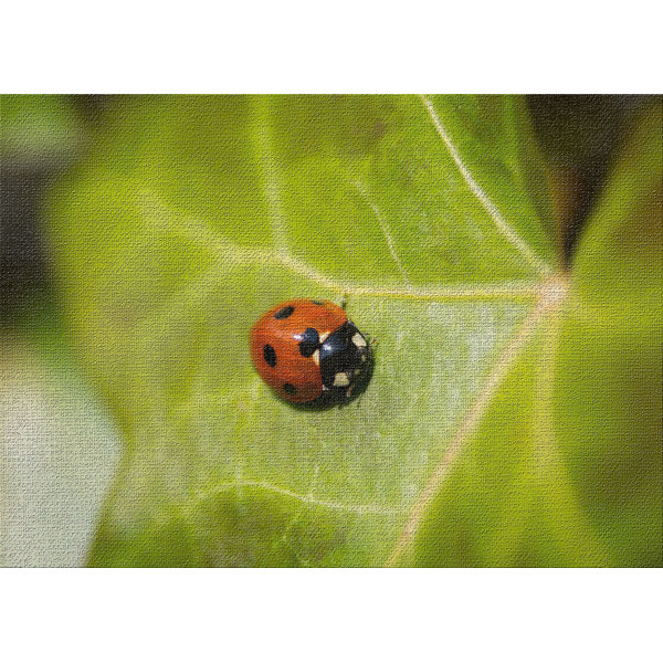 Lady-bug-rug | Wayfair
