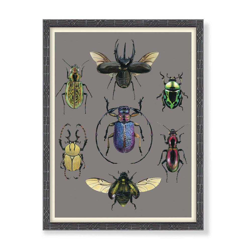 Grand Image Entomology Beetles Chart by Thicket Design - Framed ...