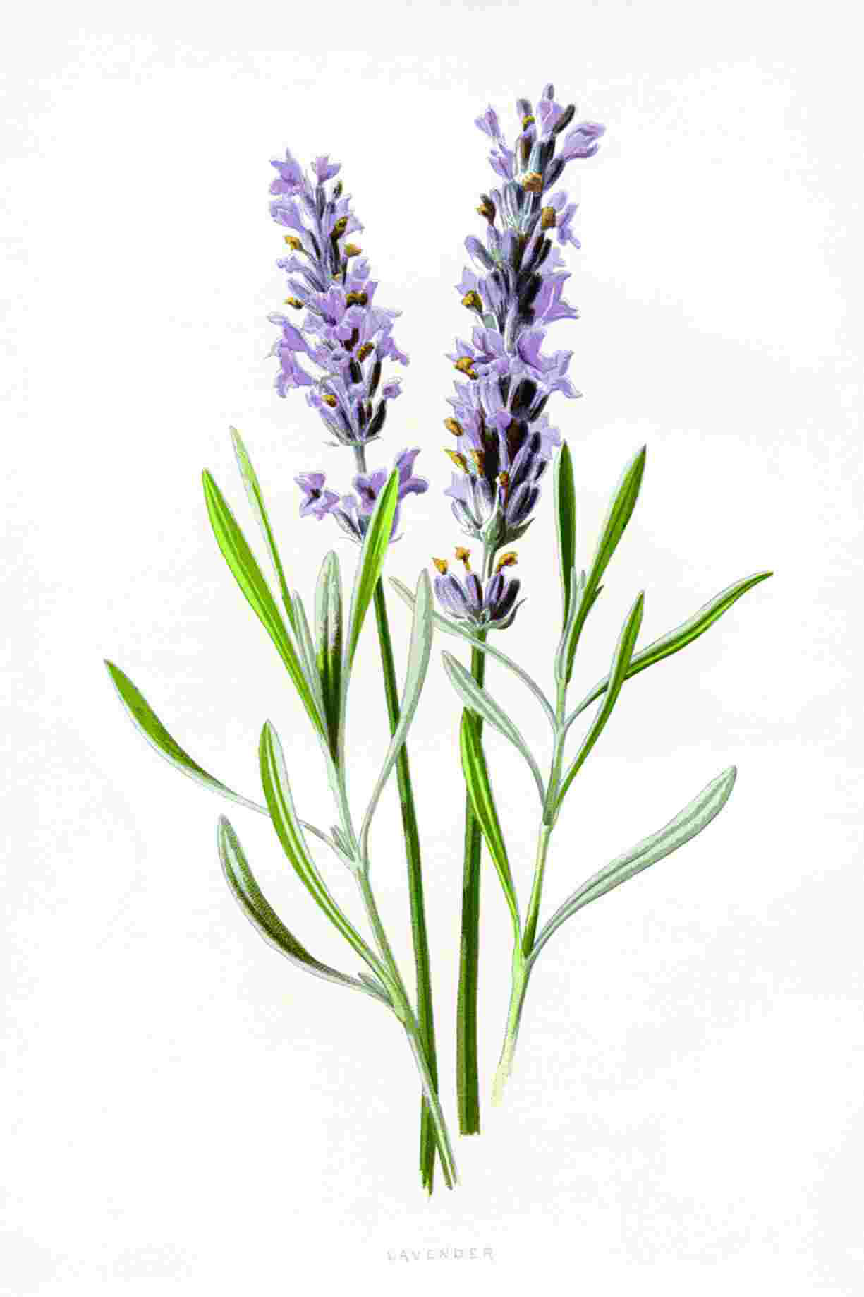 Ophelia & Co. Lavender Study - Print | Wayfair