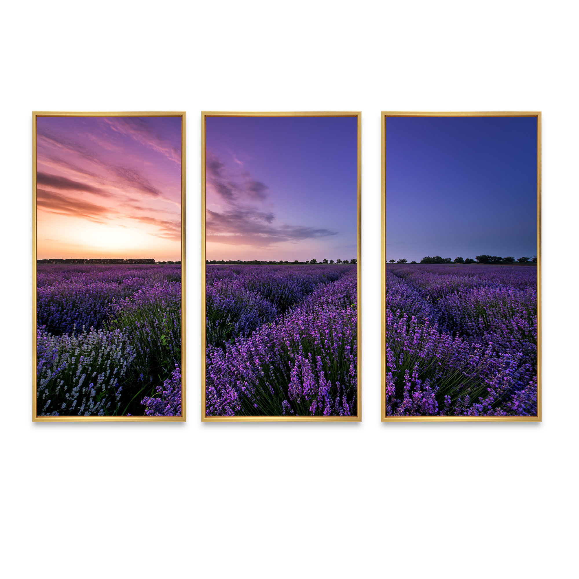 Ophelia & Co. Beautiful Lavender Flowers At Sunset Beautiful Lavender ...