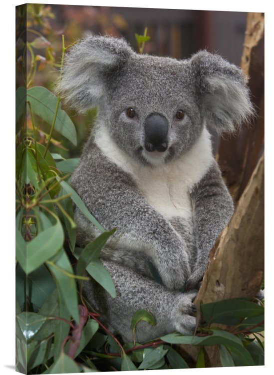 East Urban Home Koala, Native To Australia - Picture Frame Photograph ...