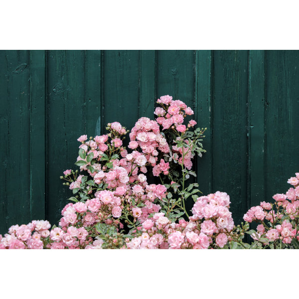 Winston Porter Pink Rose Bushes With Dark Green Wall - Wrapped Canvas ...