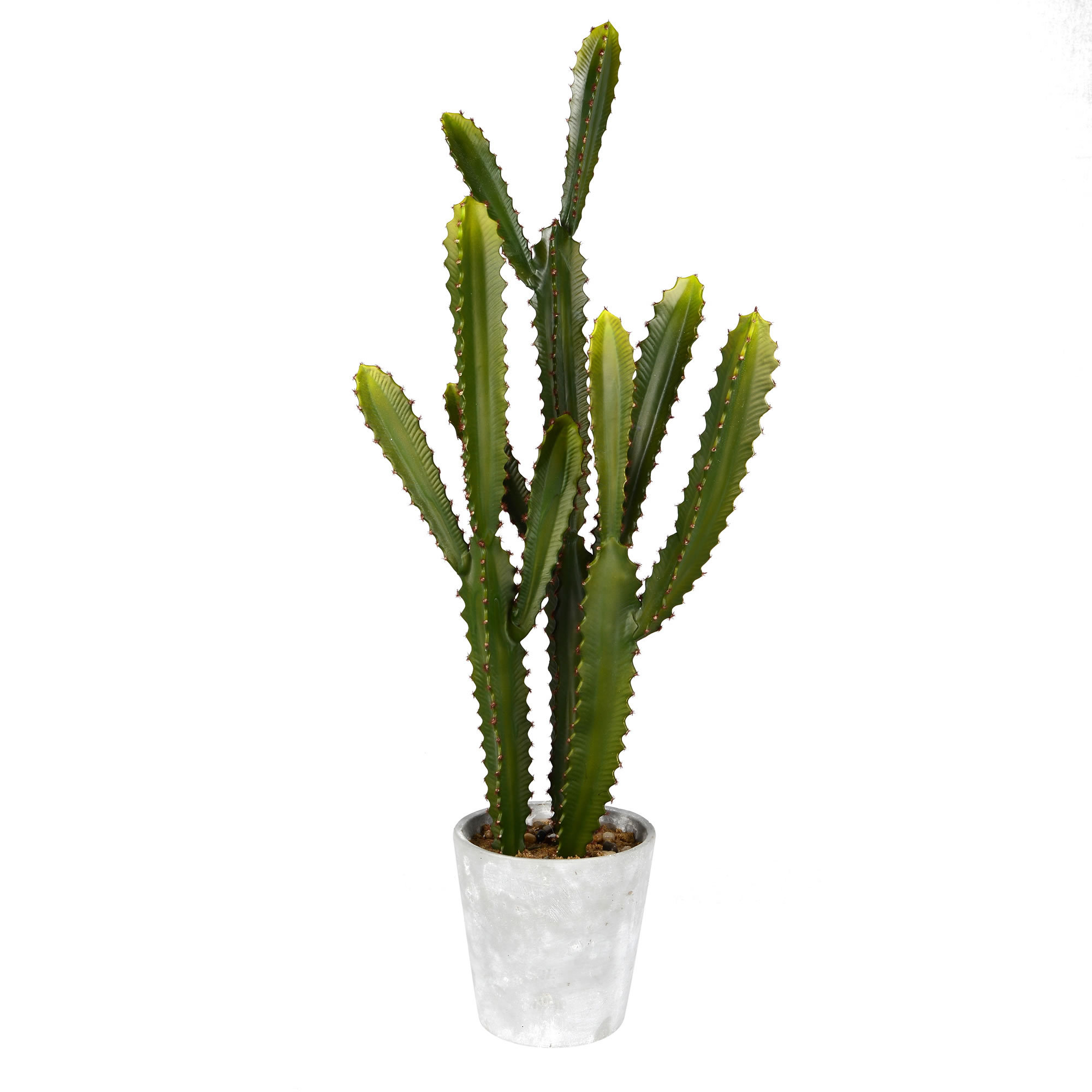 Union Rustic Cactus Succulent in Pot & Reviews | Wayfair