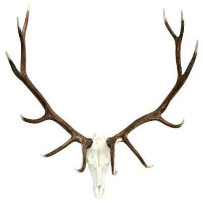 Union Rustic Elk European Wall Décor & Reviews | Wayfair