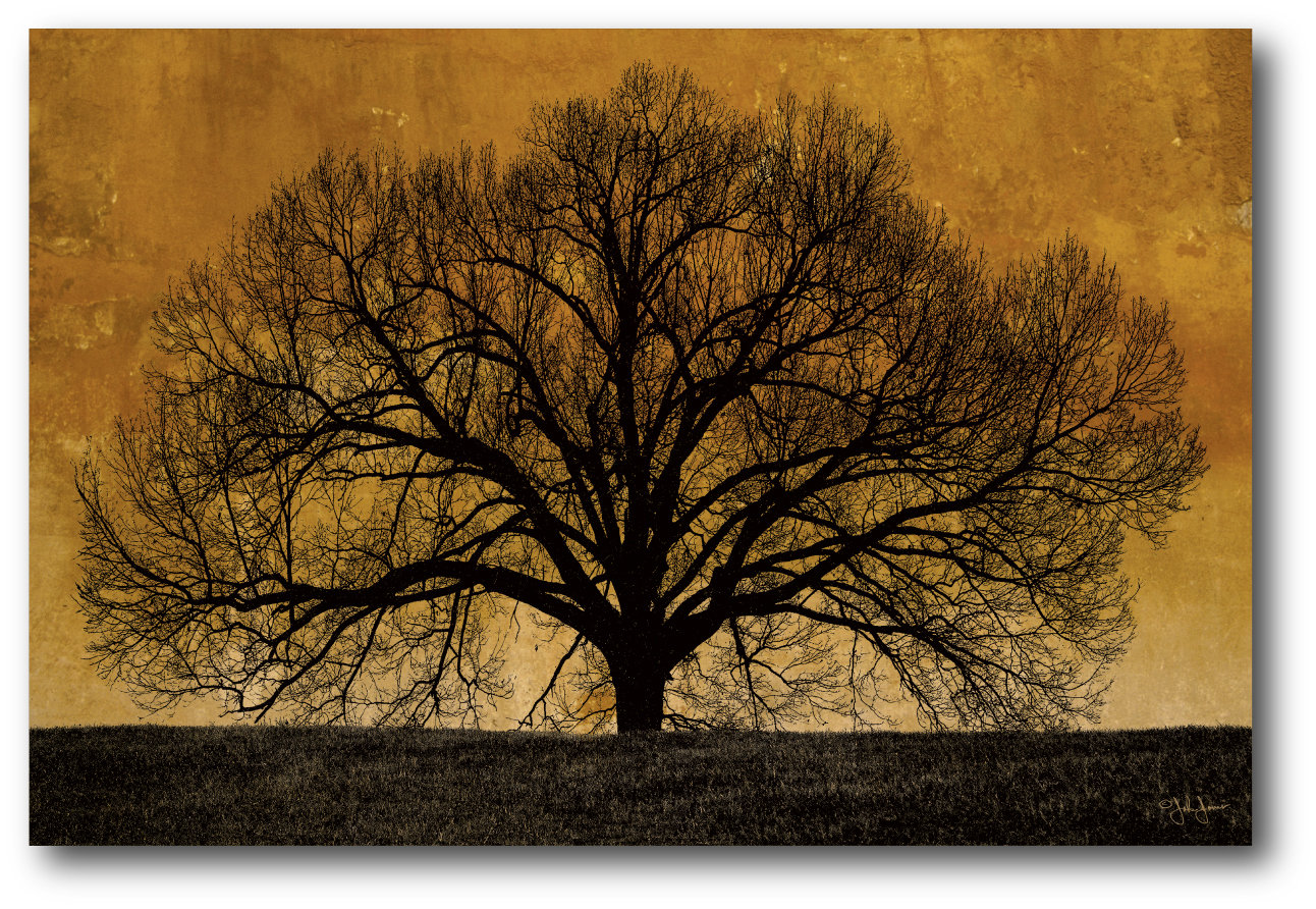 Courtside Market Oak Tree - Wrapped Canvas Photograph | Wayfair
