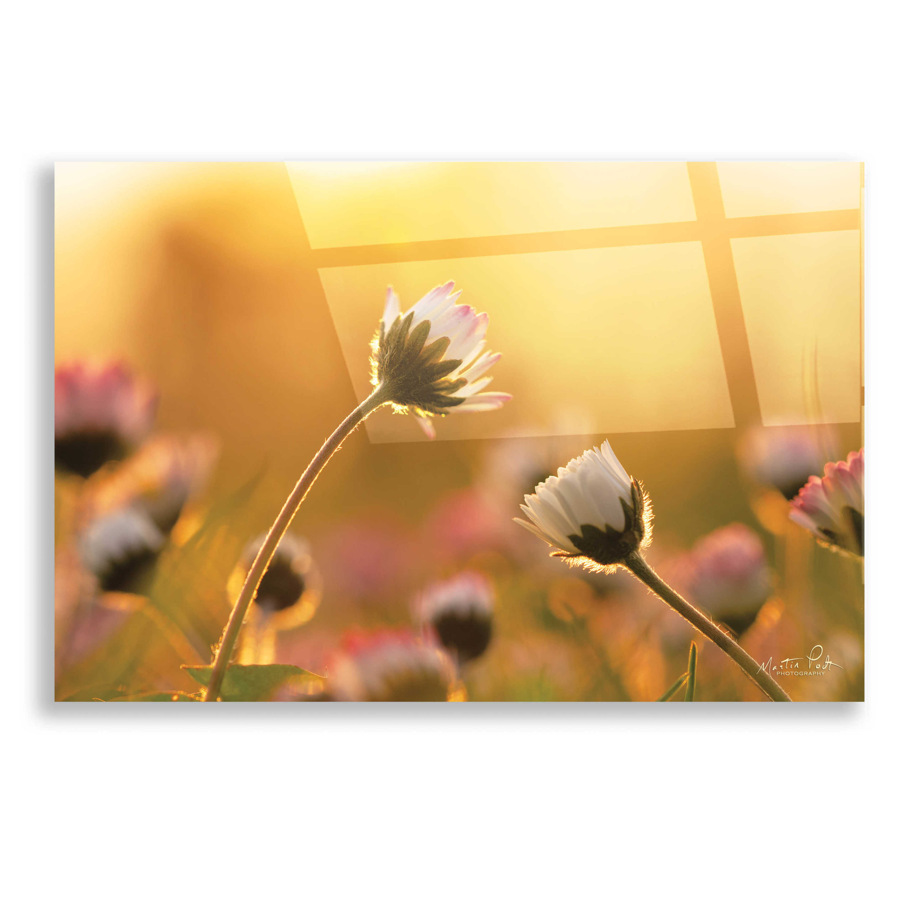 Latitude Run® Epic Art 'Daisies' By Martin Podt, Acrylic Glass W ...