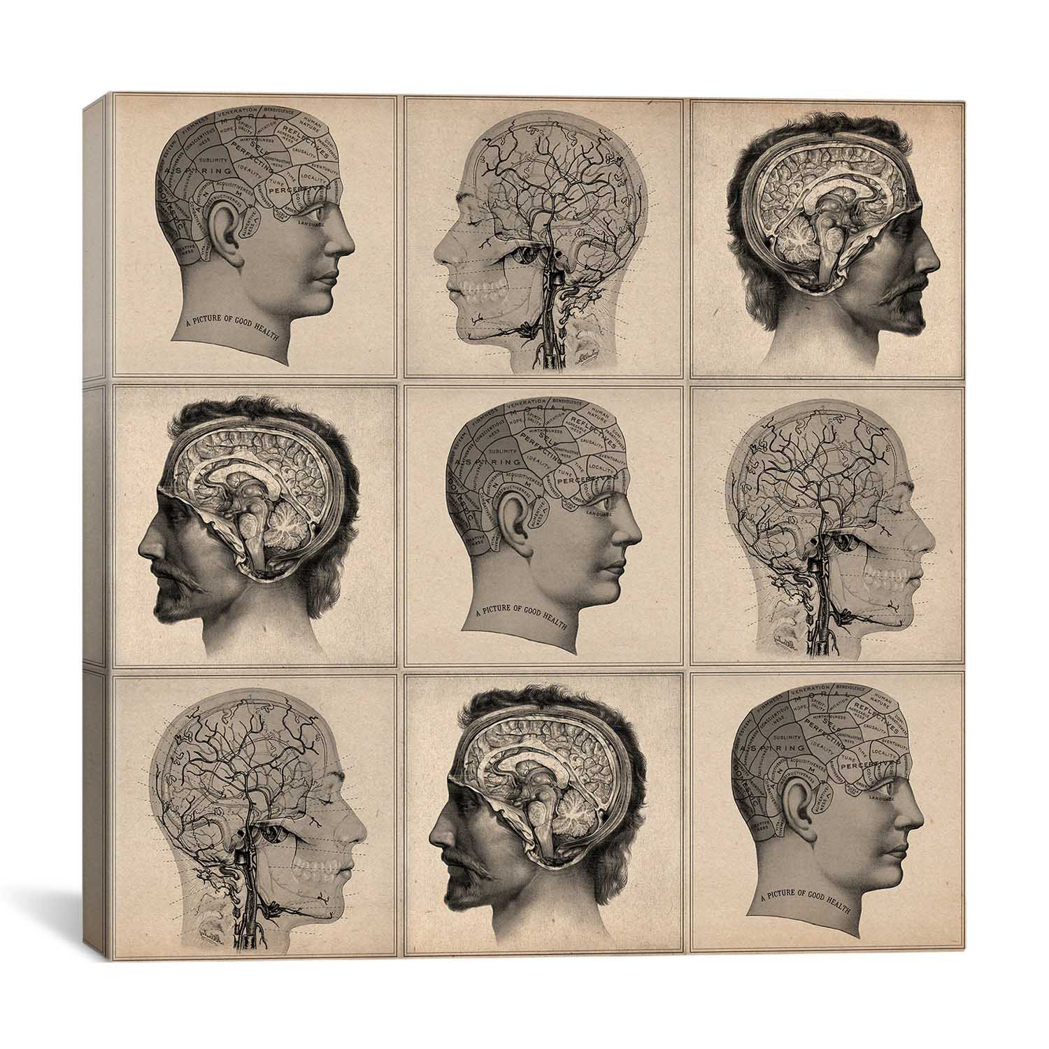 iCanvas Cartography Human Head Anatomy Collage Graphic Art on Canvas ...