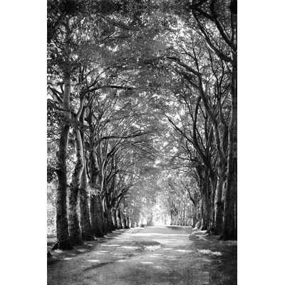 Winston Porter Black And White Path Of Trees - Wrapped Canvas Graphic ...