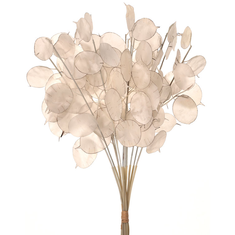Union Rustic Lunaria Bundle Coin Pod Stems & Reviews | Wayfair.ca