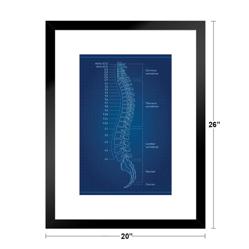 Poster Foundry Human Anatomy Spine Vertebrae Cervical Thoracic Lumbar ...