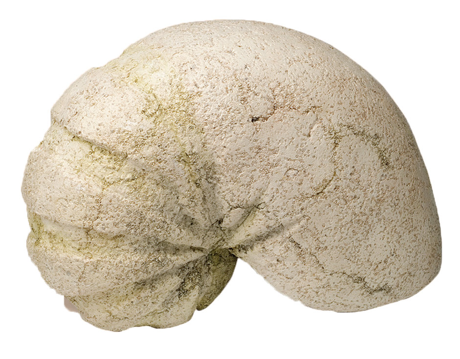 Rosecliff Heights Ciccone Giant Stone Cast Conch Shell Sculpture | Wayfair