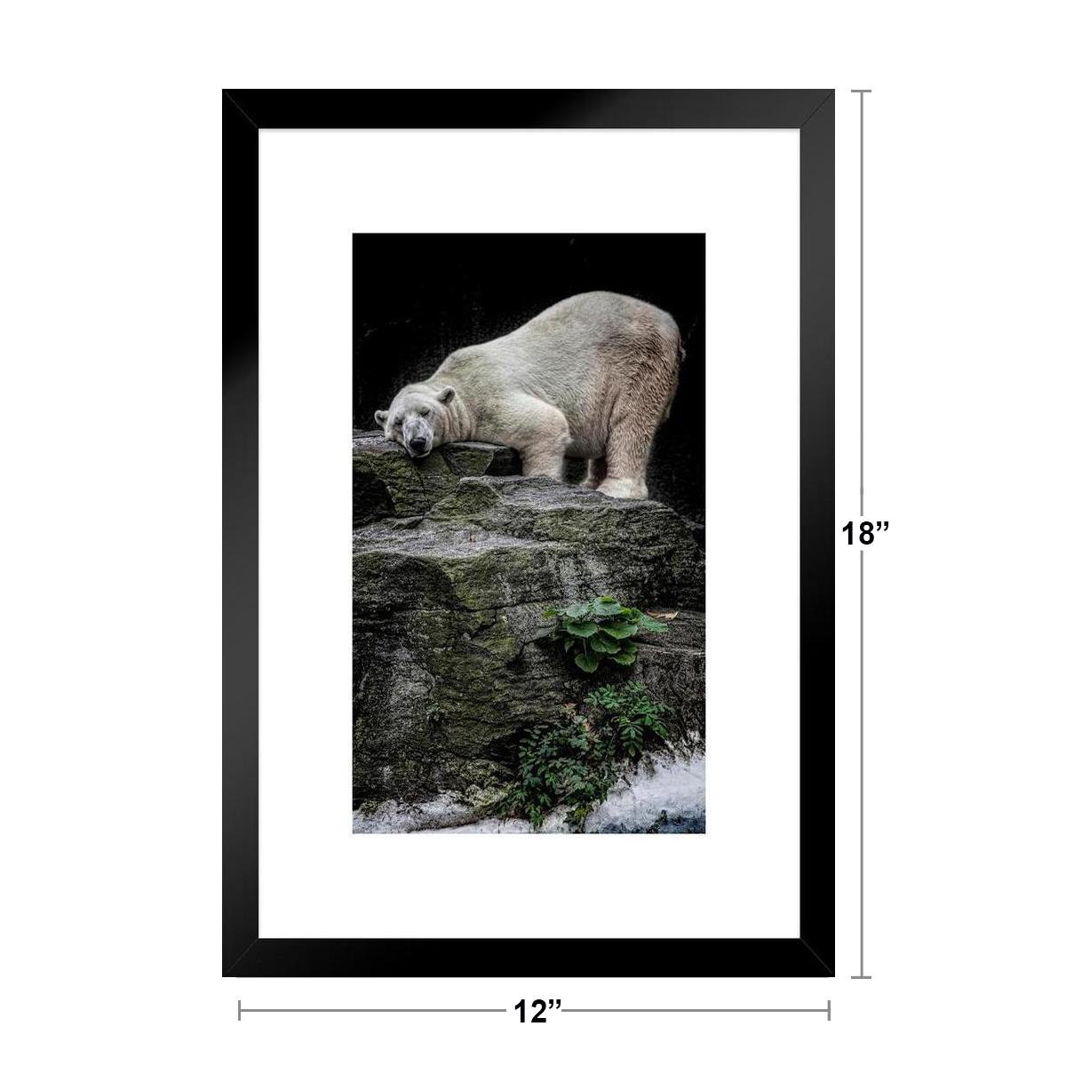 Latitude Run® The Contented Bear By Chris Lord Photo White Polar Big ...