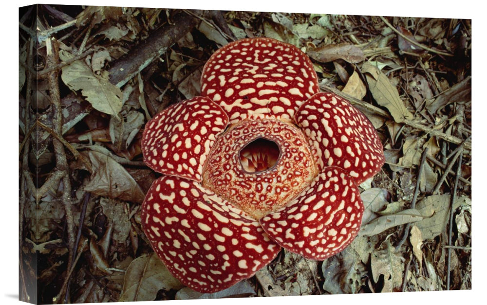 East Urban Home Rafflesia Growing On Rainforest Floor - Photograph on ...